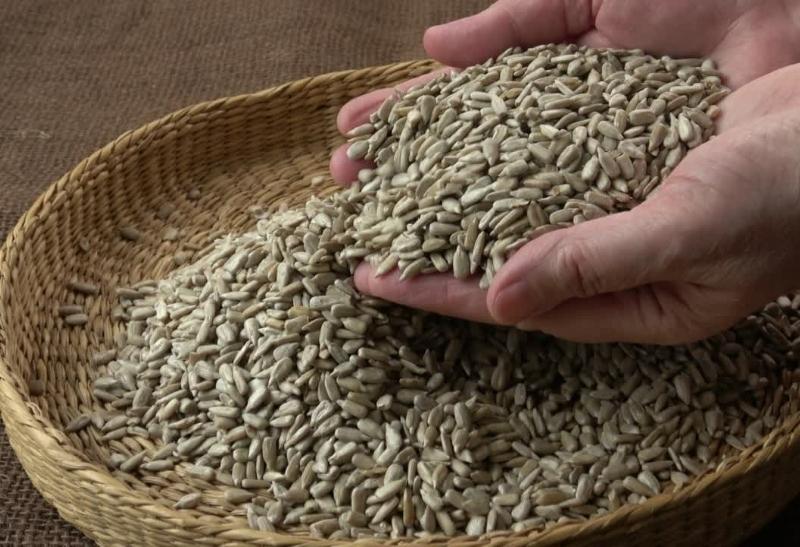 Why Do Baseball Players Eat Sunflower Seeds - NG Baseball